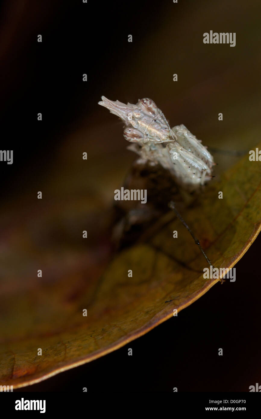 Insects of khao yai national park hi-res stock photography and images ...