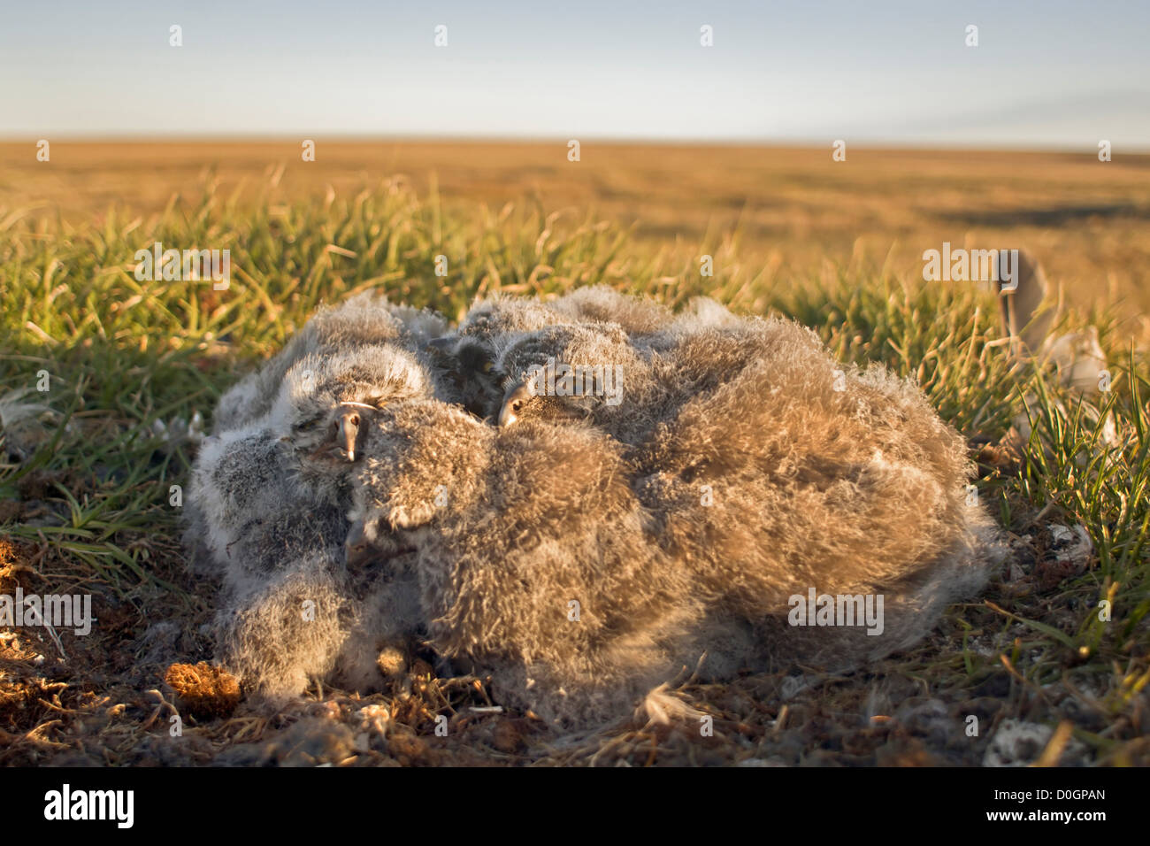 Baby snowy owl hi-res stock photography and images - Alamy