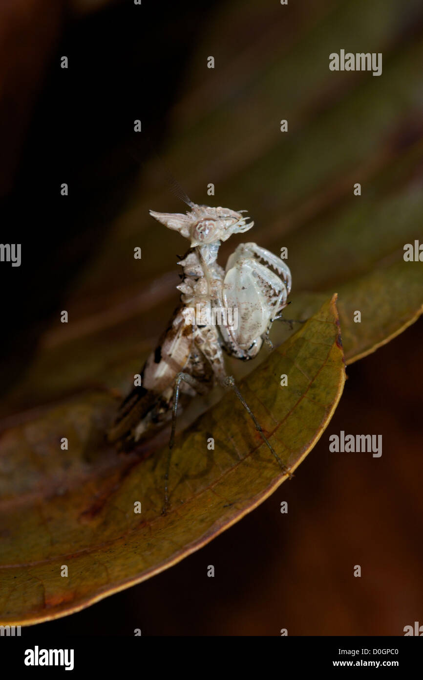 Horned mantis hi-res stock photography and images - Alamy