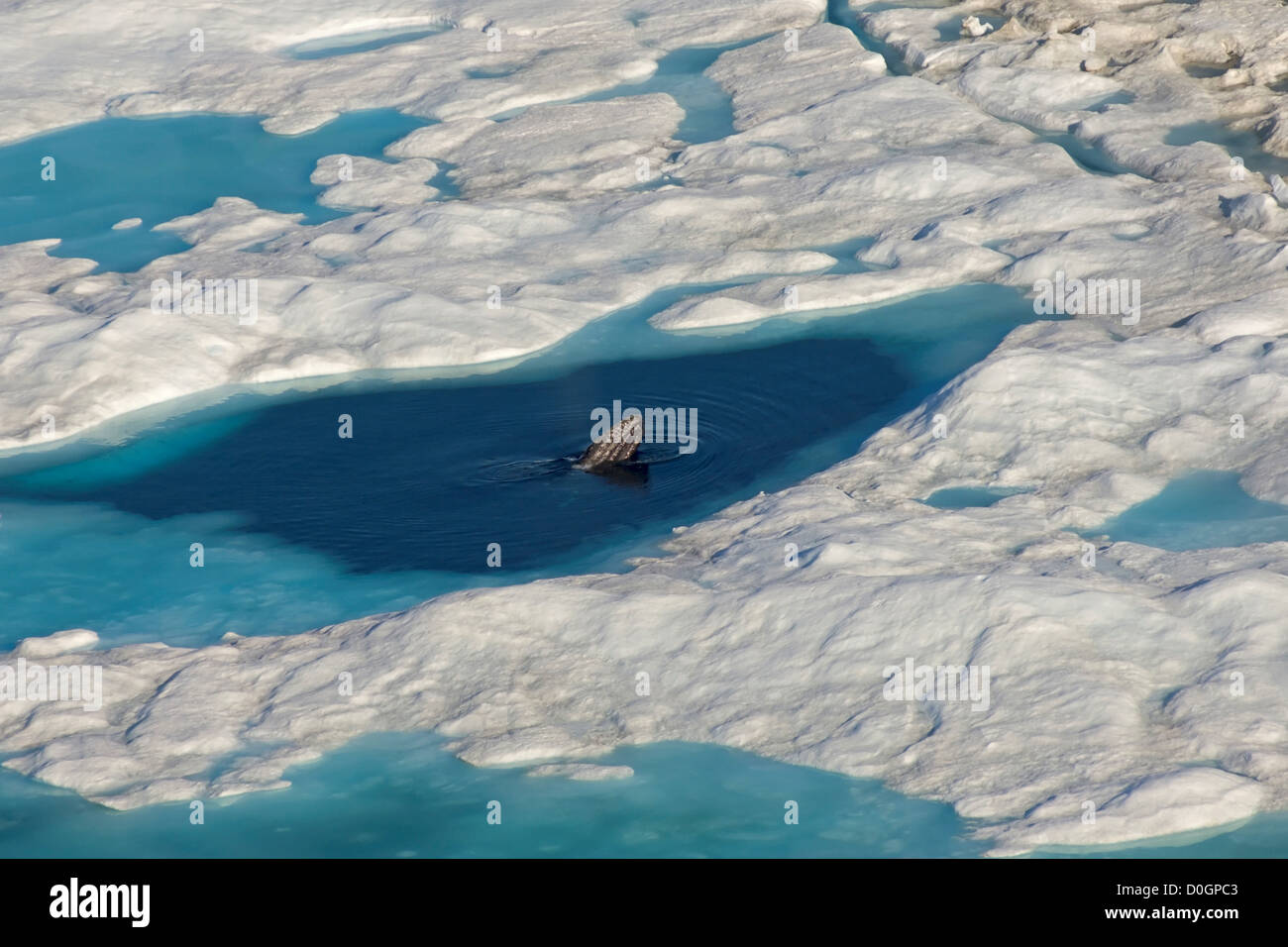 Baleen Bowhead Whale Alaska Stock Photos & Baleen Bowhead Whale Alaska ...