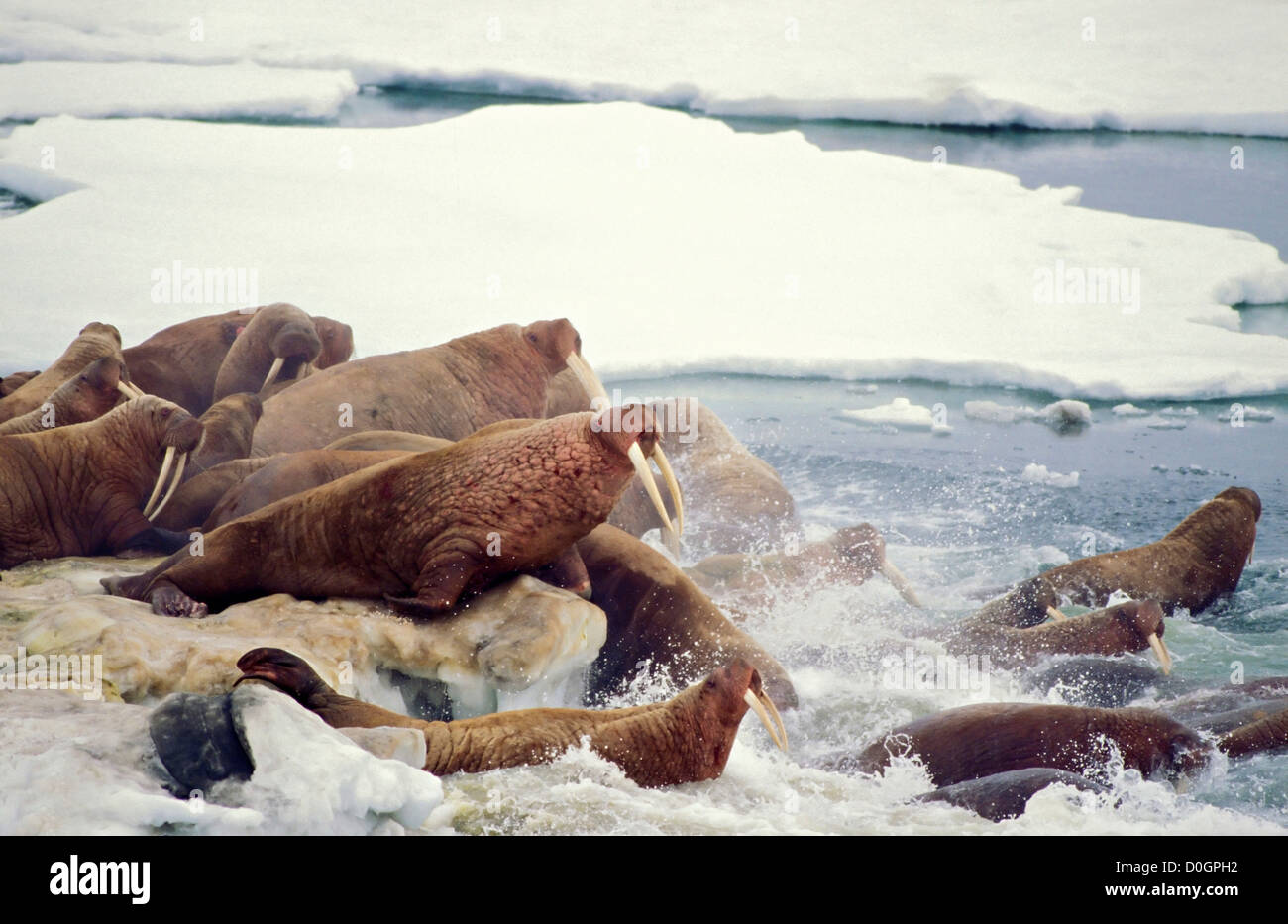 Pacific Walrus Pack Ice Stock Photos & Pacific Walrus Pack Ice Stock ...