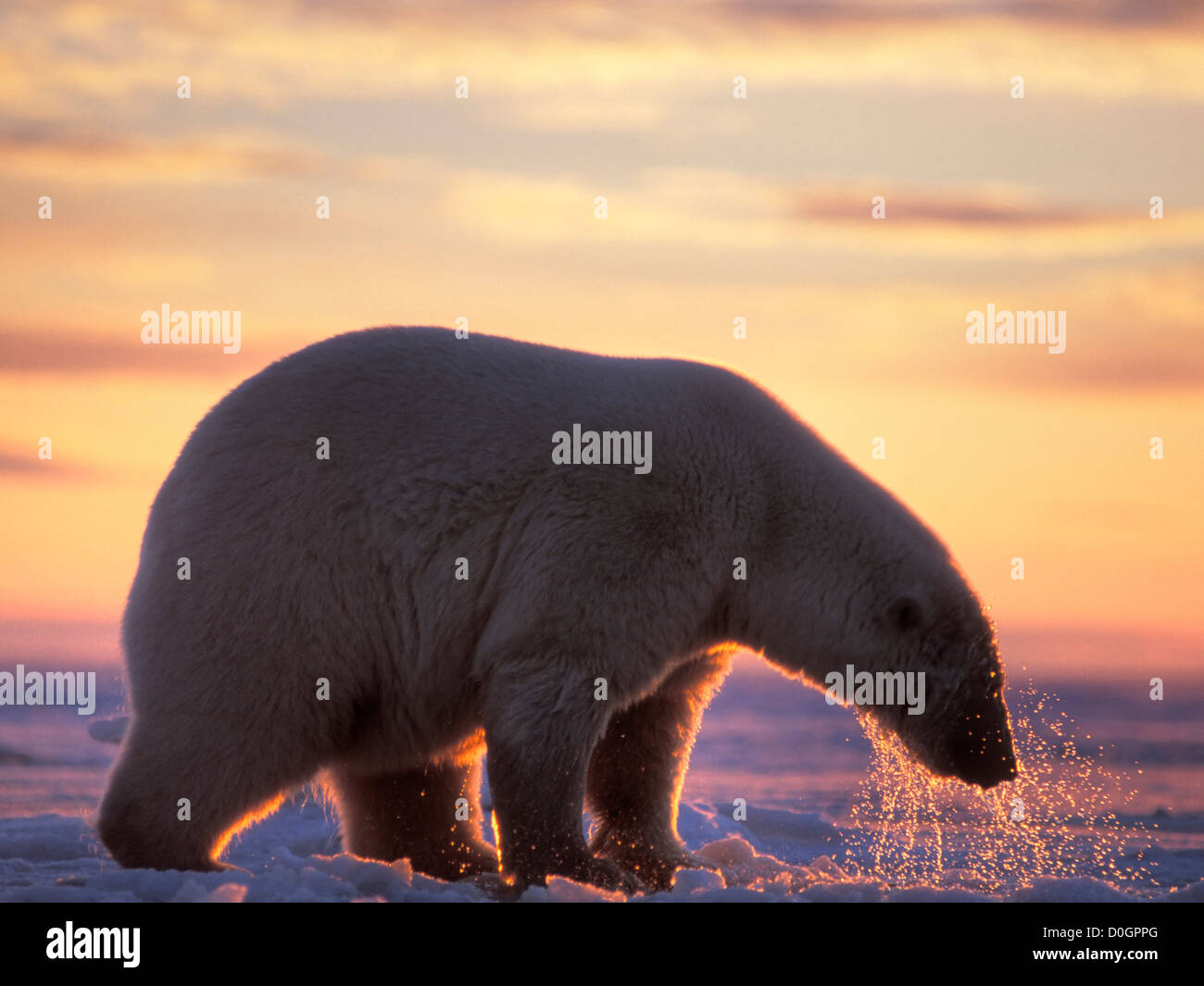 Polar bear hunting hole hi-res stock photography and images - Alamy