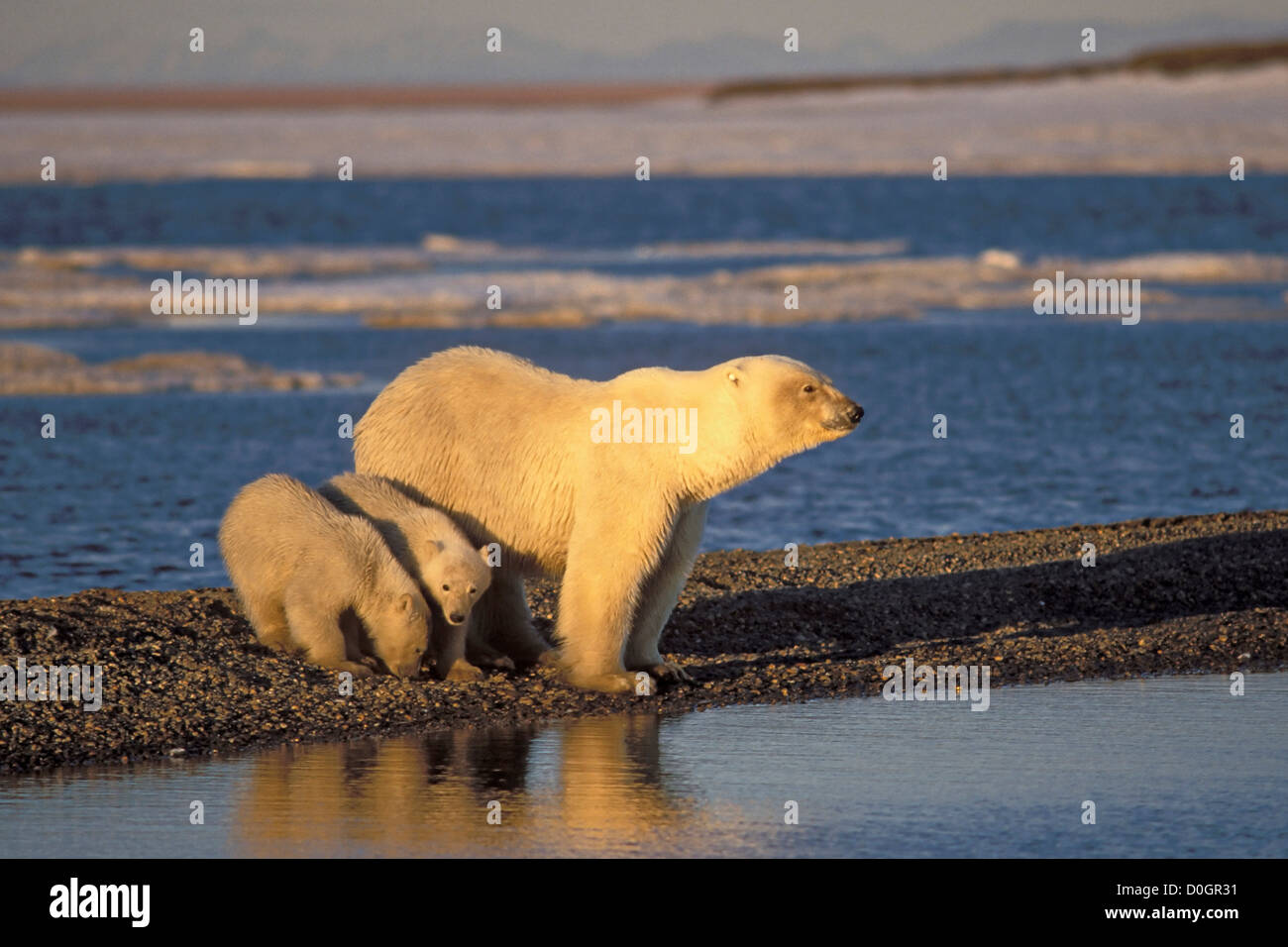 Polar Bear Sow with Spring Cubs on a Gravel Spit Stock Photo - Alamy