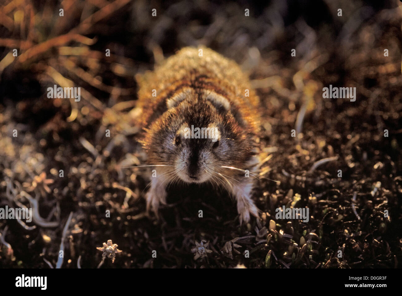 Collared lemming tundra hi-res stock photography and images - Alamy