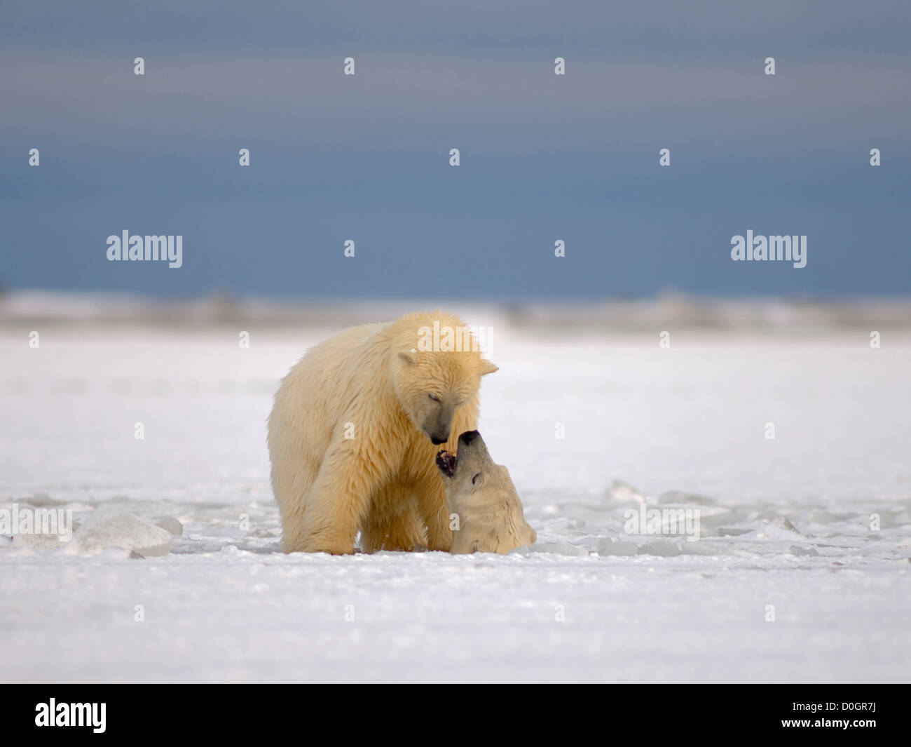 Polar Bear Cubs Playing in the Pack Ice Stock Photo - Alamy