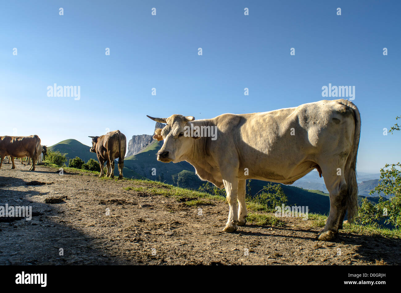 Cows standing on Pyrenees track mountain, Aragon, Spain Stock Photo - Alamy