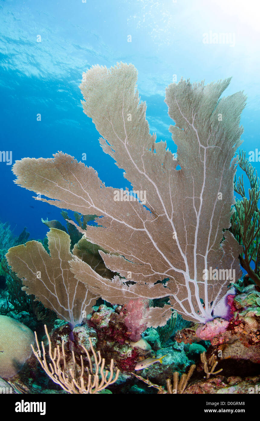 Caribbean ocean light blue shallow hi-res stock photography and images ...