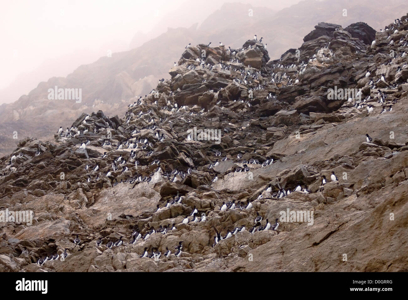 Chukchi sea alaska murre hi-res stock photography and images - Alamy