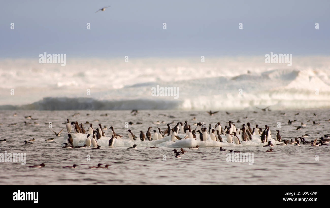 Chukchi sea alaska murre hi-res stock photography and images - Alamy