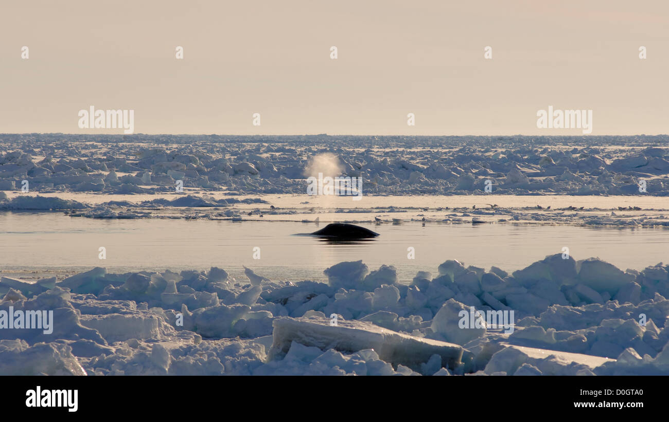 Bowhead whale swimming hi-res stock photography and images - Alamy