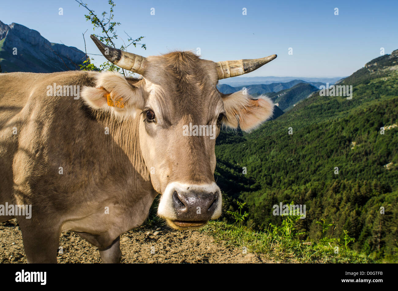 Cows standing on Pyrenees track mountain, Aragon, Spain Stock Photo - Alamy