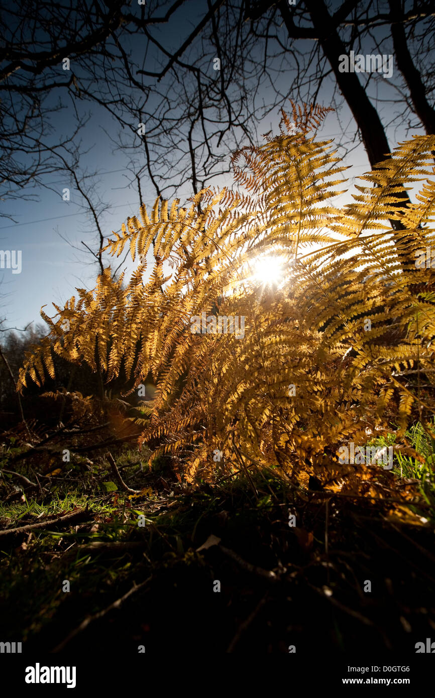 Minsmere woods Suffolk Autumn Stock Photo - Alamy