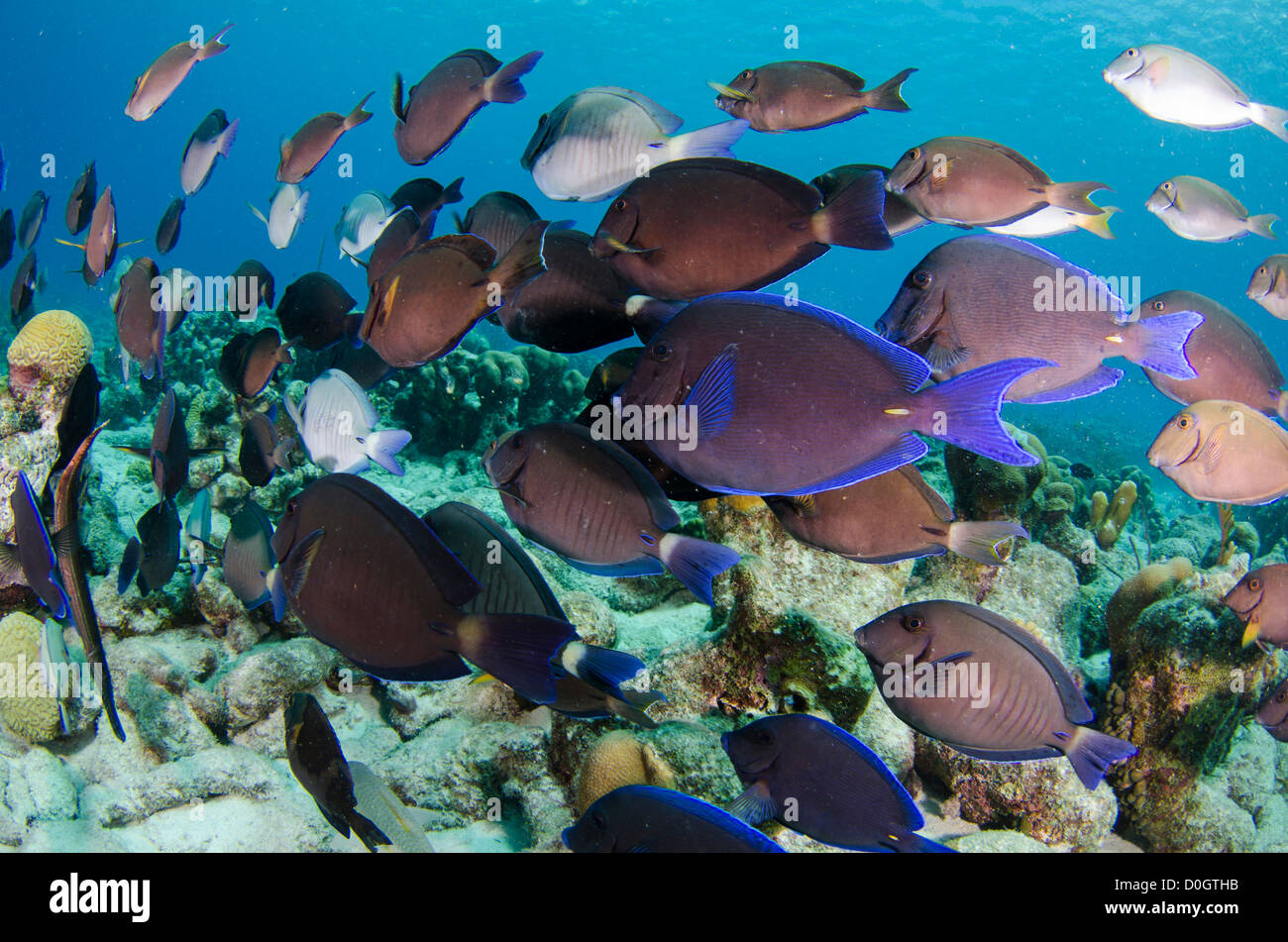 Schooling blue tang surgeonfish, Bonaire, Dutch Antilles, Caribbean Sea ...