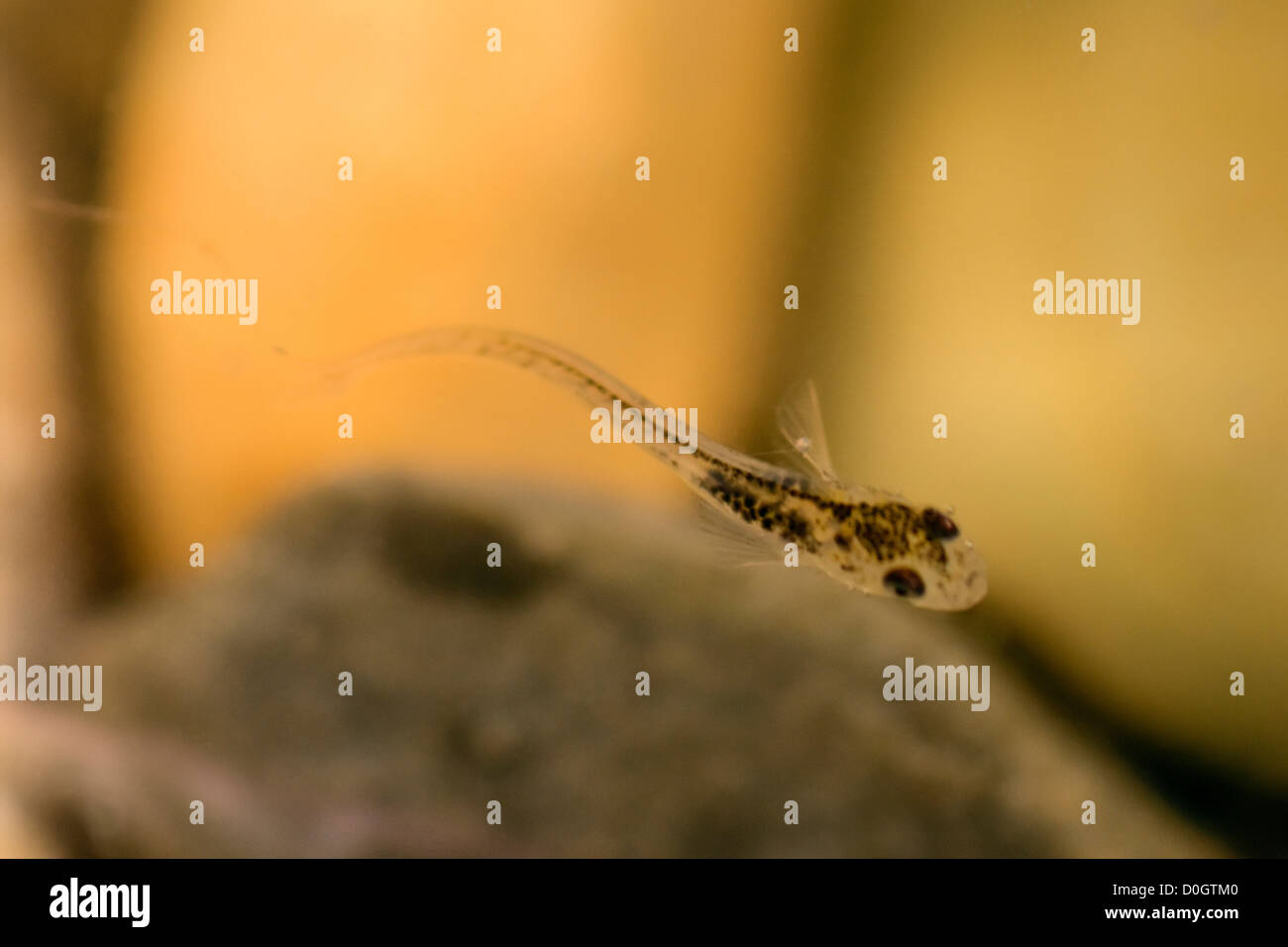 Arctic marine food web hi-res stock photography and images - Alamy