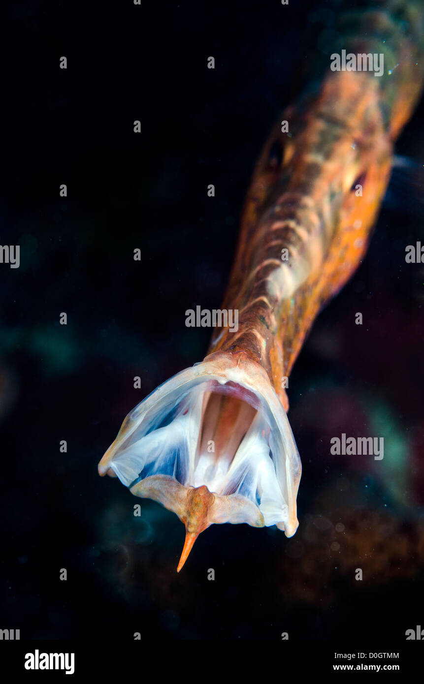 Trumpet mouth hi-res stock photography and images - Alamy