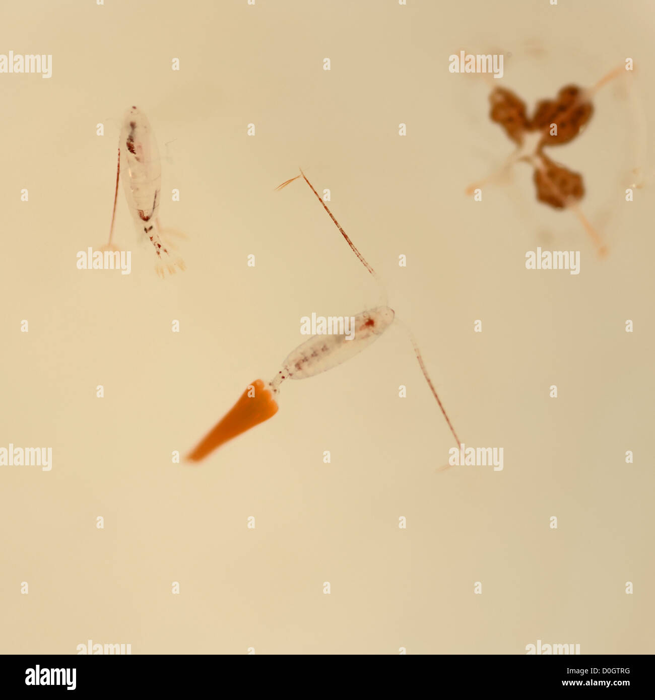 Arctic marine food web hi-res stock photography and images - Alamy