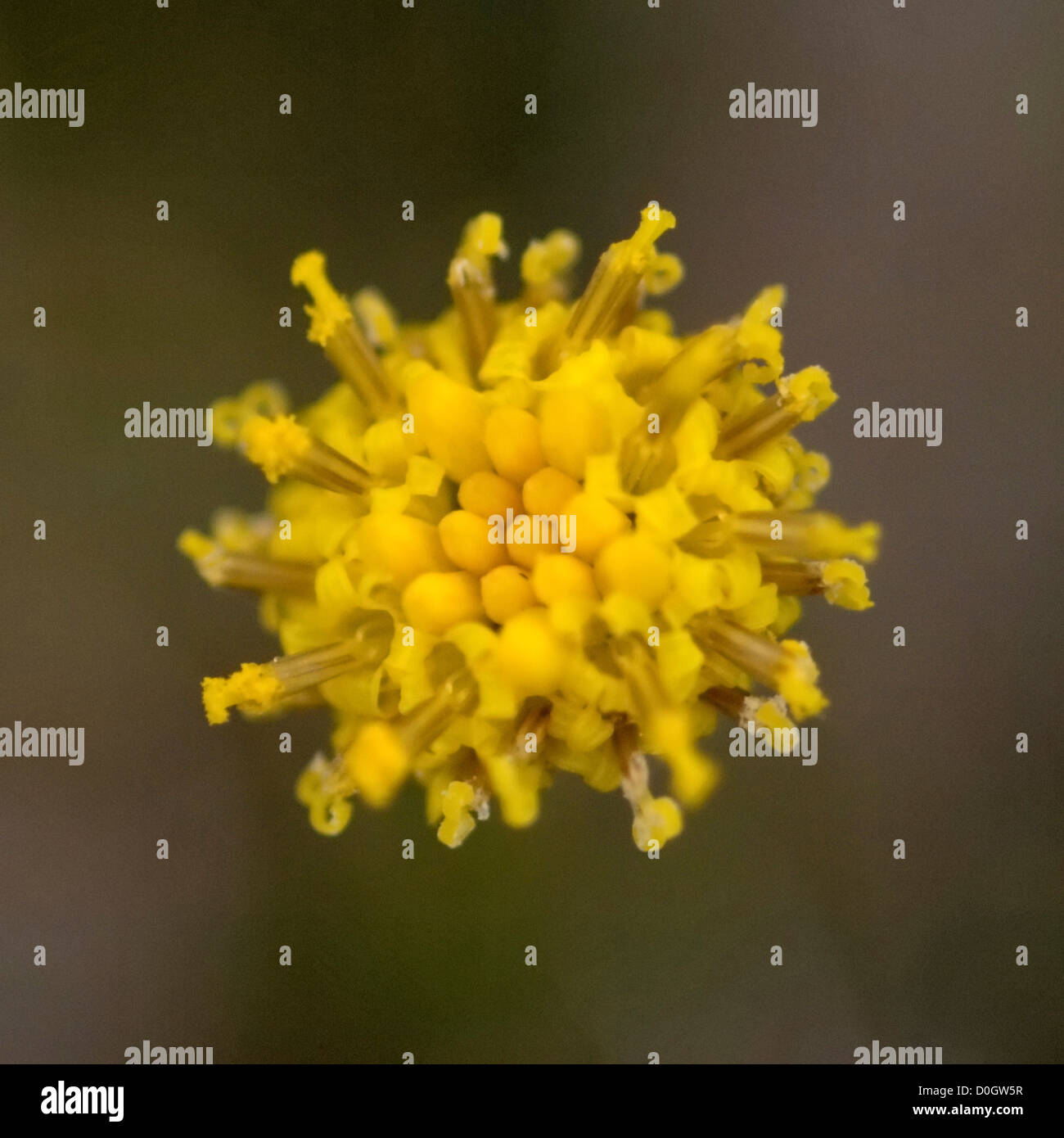 Alpine Arnica along the Arctic Coat of Alaska Stock Photo - Alamy