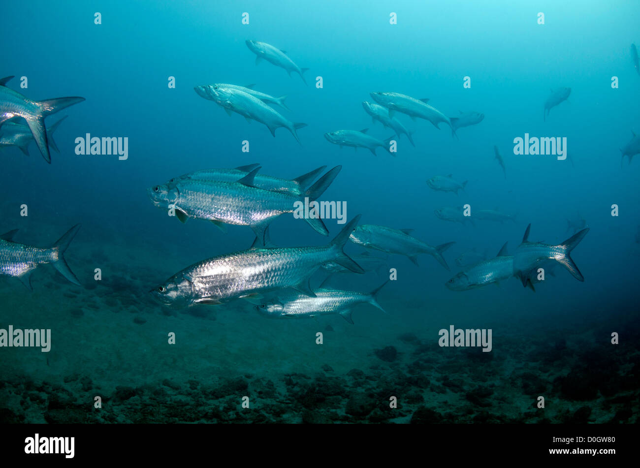 Atlantic tarpon (Megalops atlanticus), Bonaire, Netherland Antilles ...