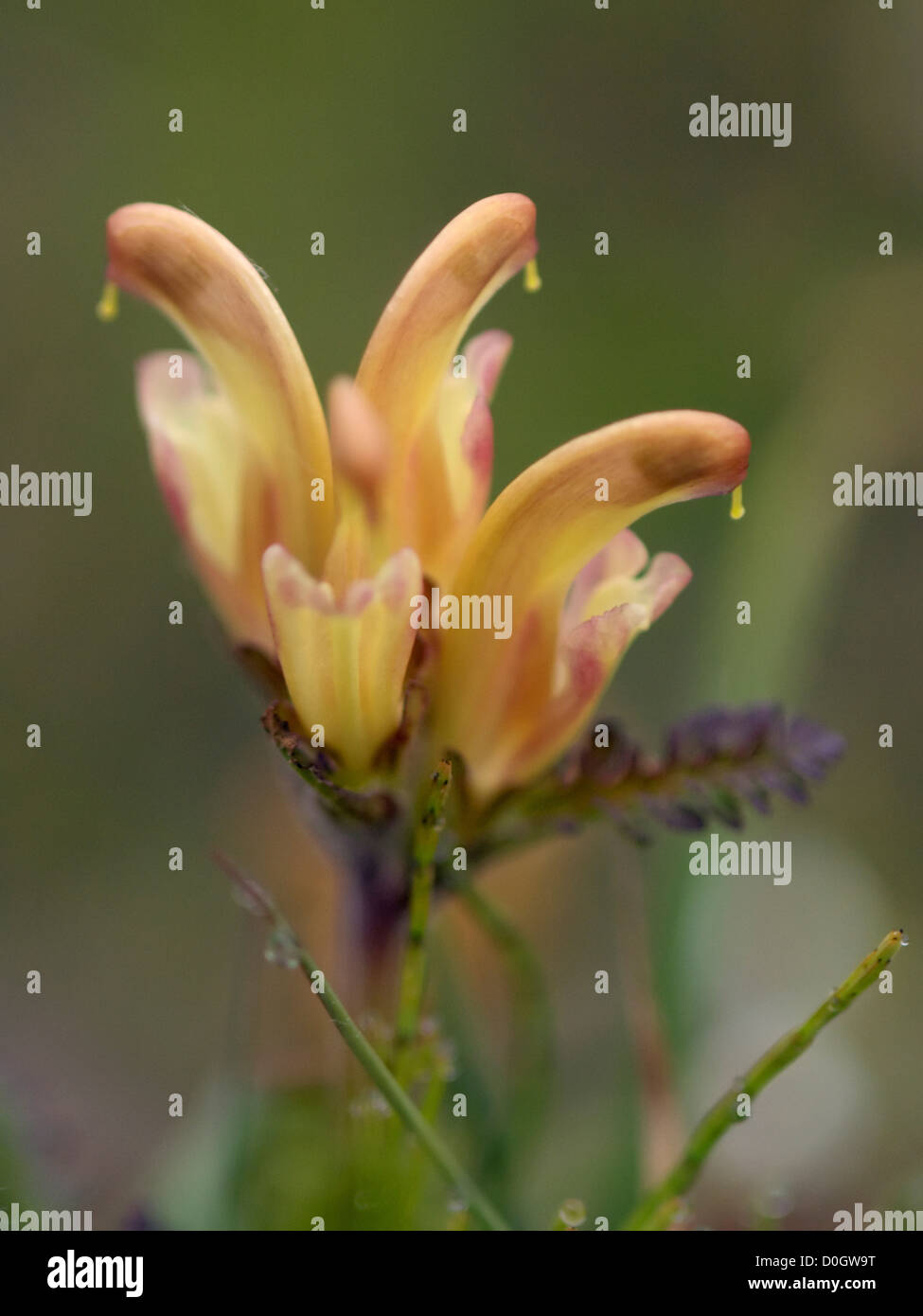 The capitate hi-res stock photography and images - Alamy