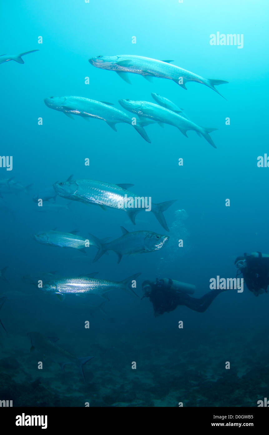 Atlantic tarpon (Megalops atlanticus), Bonaire, Netherland Antilles ...