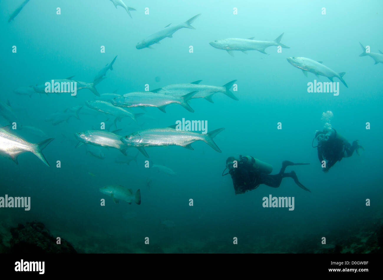 Atlantic tarpon (Megalops atlanticus), Bonaire, Netherland Antilles ...