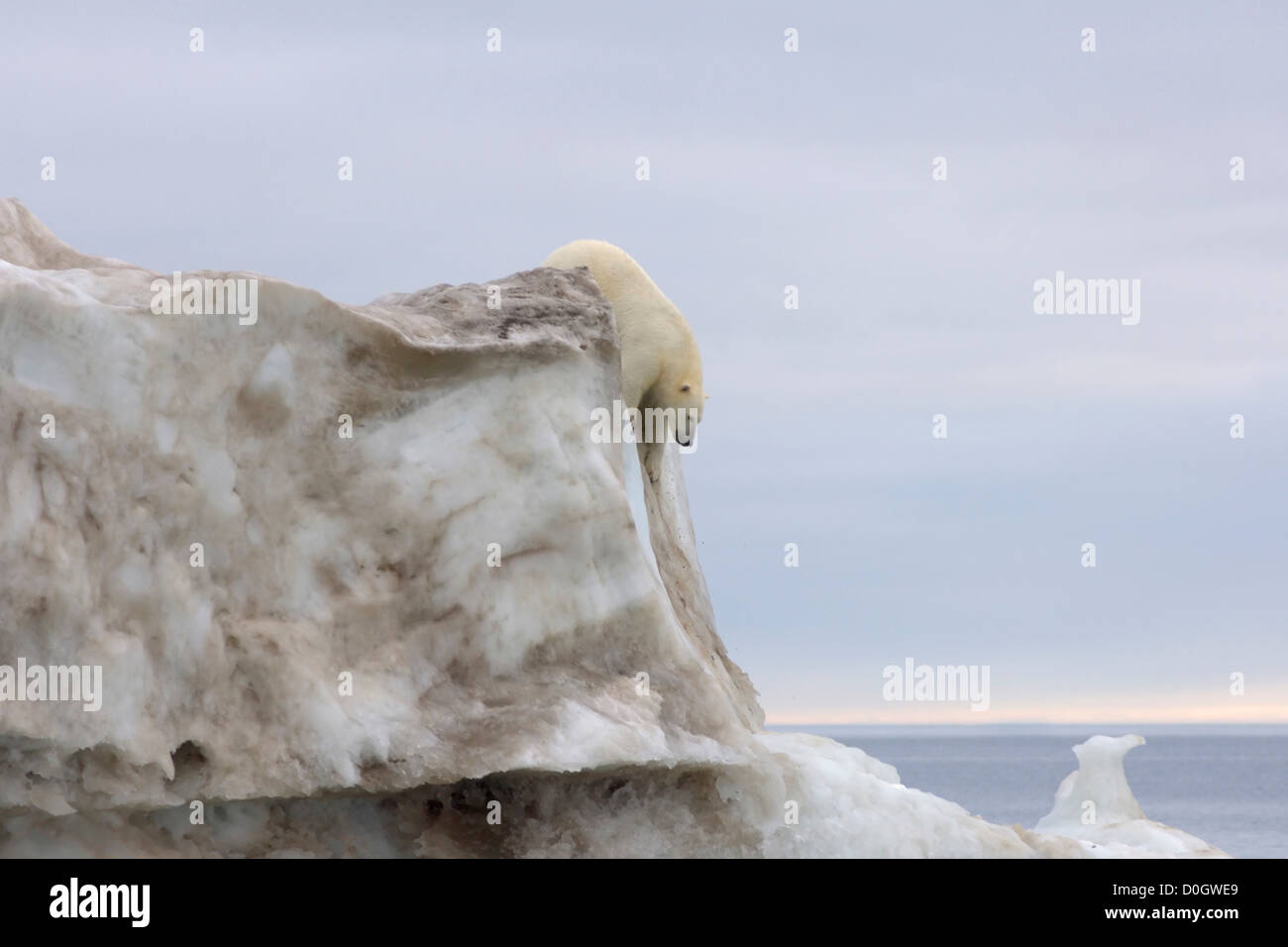 Polar bear sliding hi-res stock photography and images - Alamy