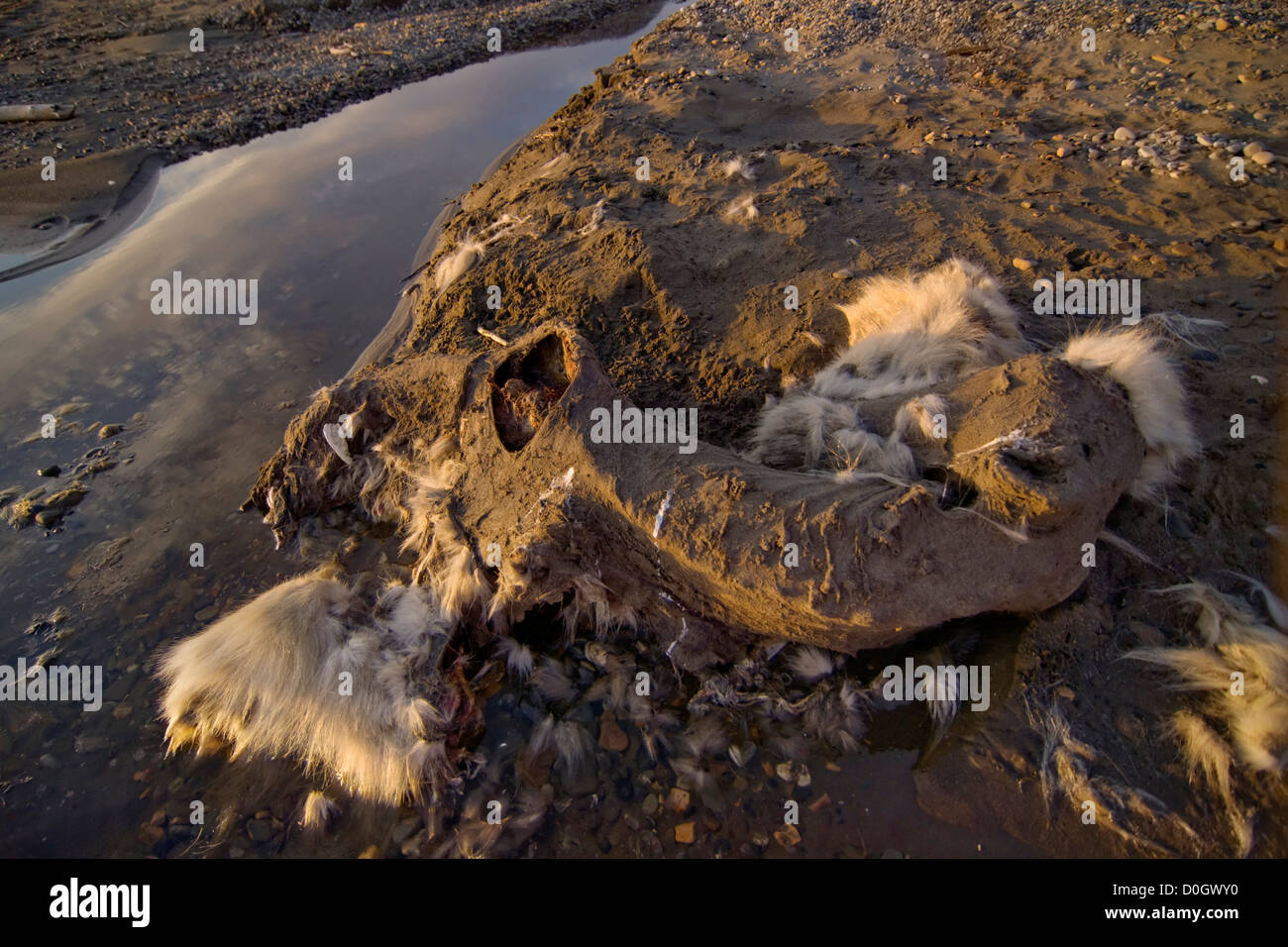 Remains of a Dead Polar Bear on a Beach Stock Photo - Alamy