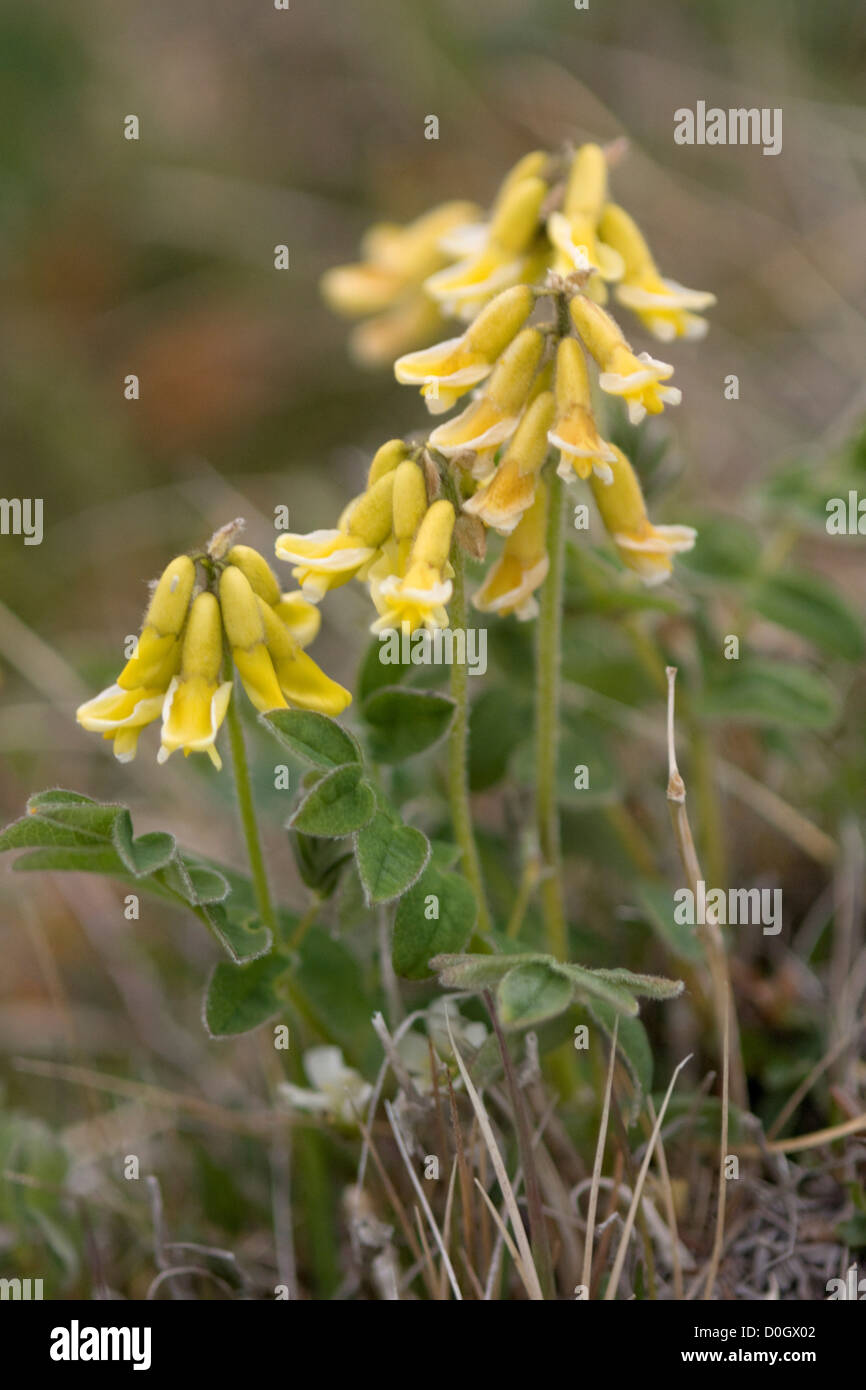 Hairy milk vetch hi-res stock photography and images - Alamy