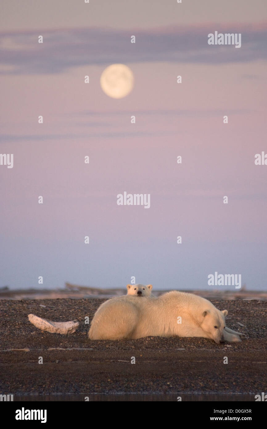 Moon bear cub hi-res stock photography and images - Alamy