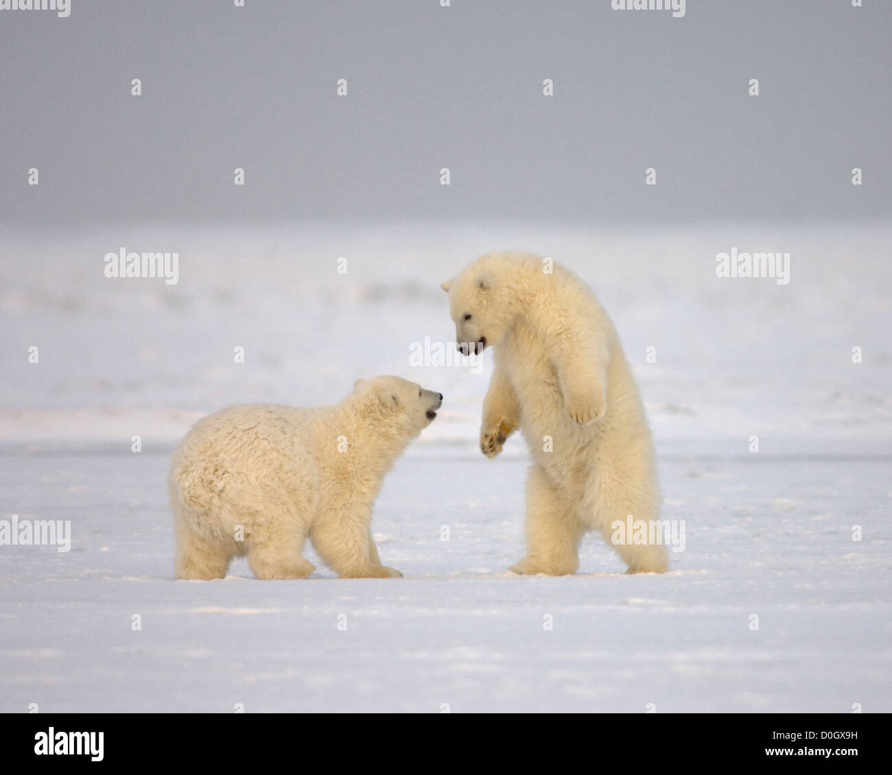 Polar bear cubs playing arctic hi-res stock photography and images - Alamy