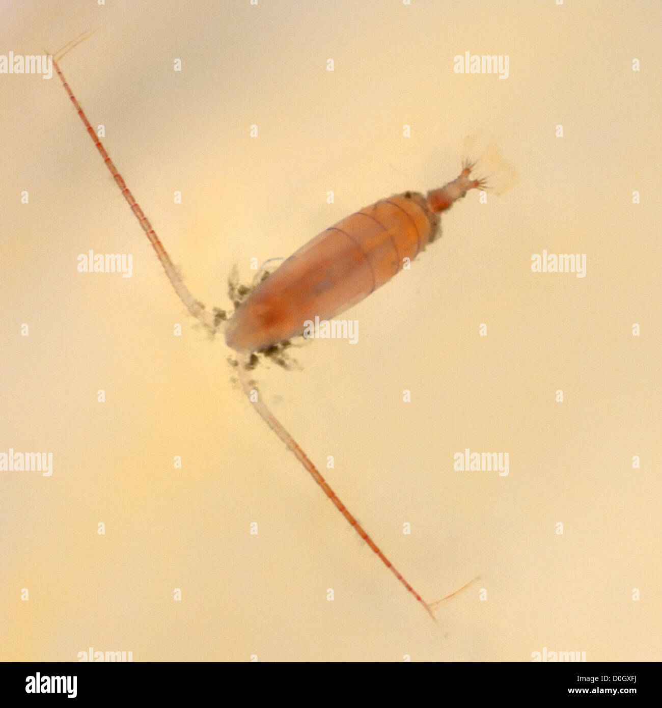 Marine copepod hi-res stock photography and images - Alamy