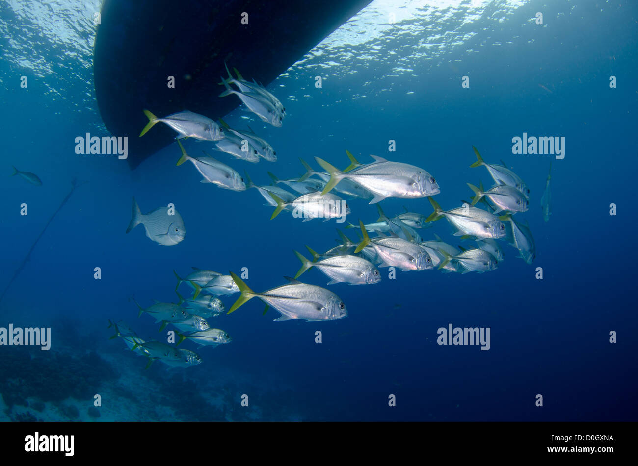 Horse eye jack fish, Bonaire, Netherland Antilles, Caribbean Stock ...