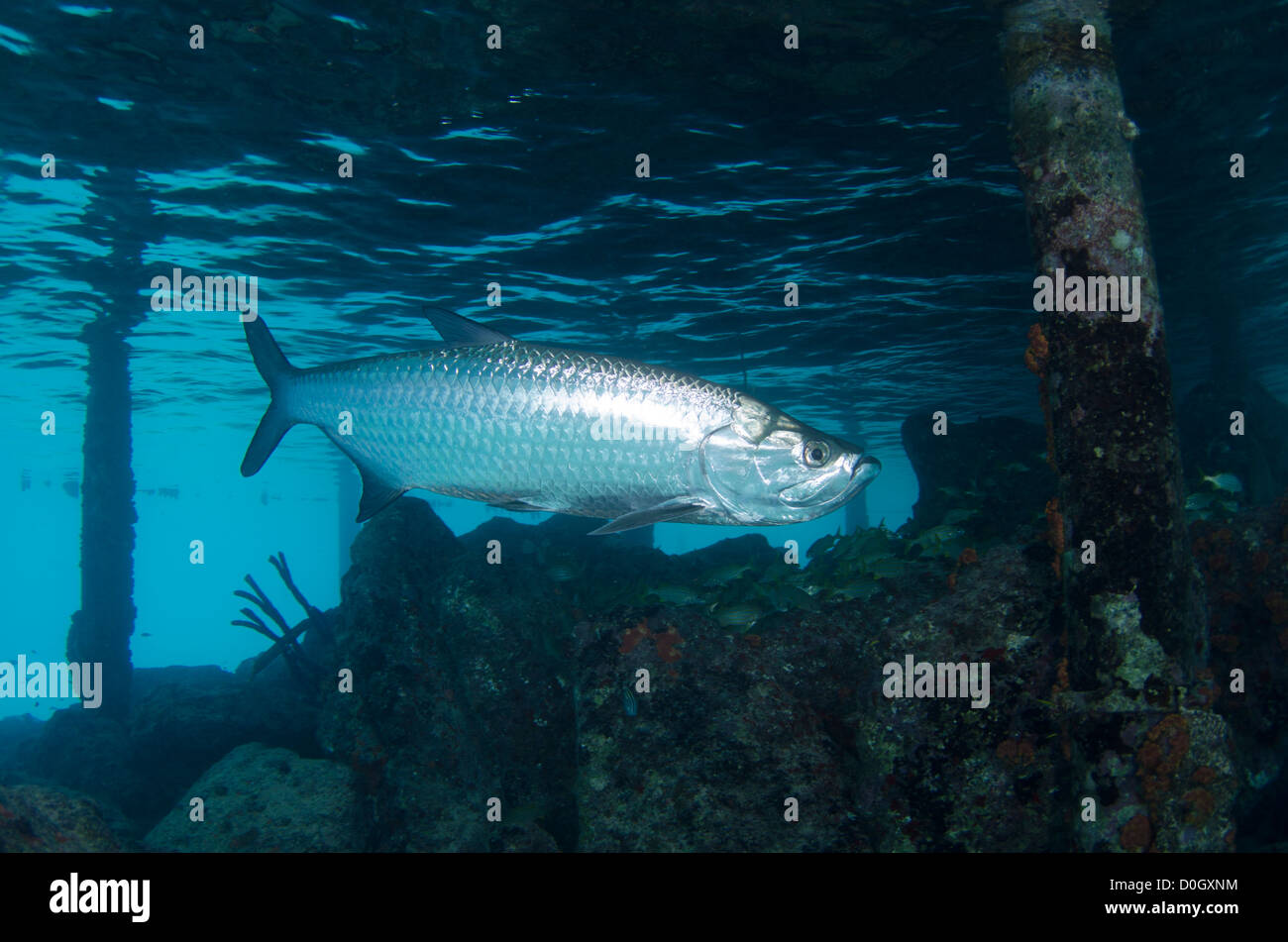 Atlantic tarpon (Megalops atlanticus), Bonaire, Netherland Antilles ...
