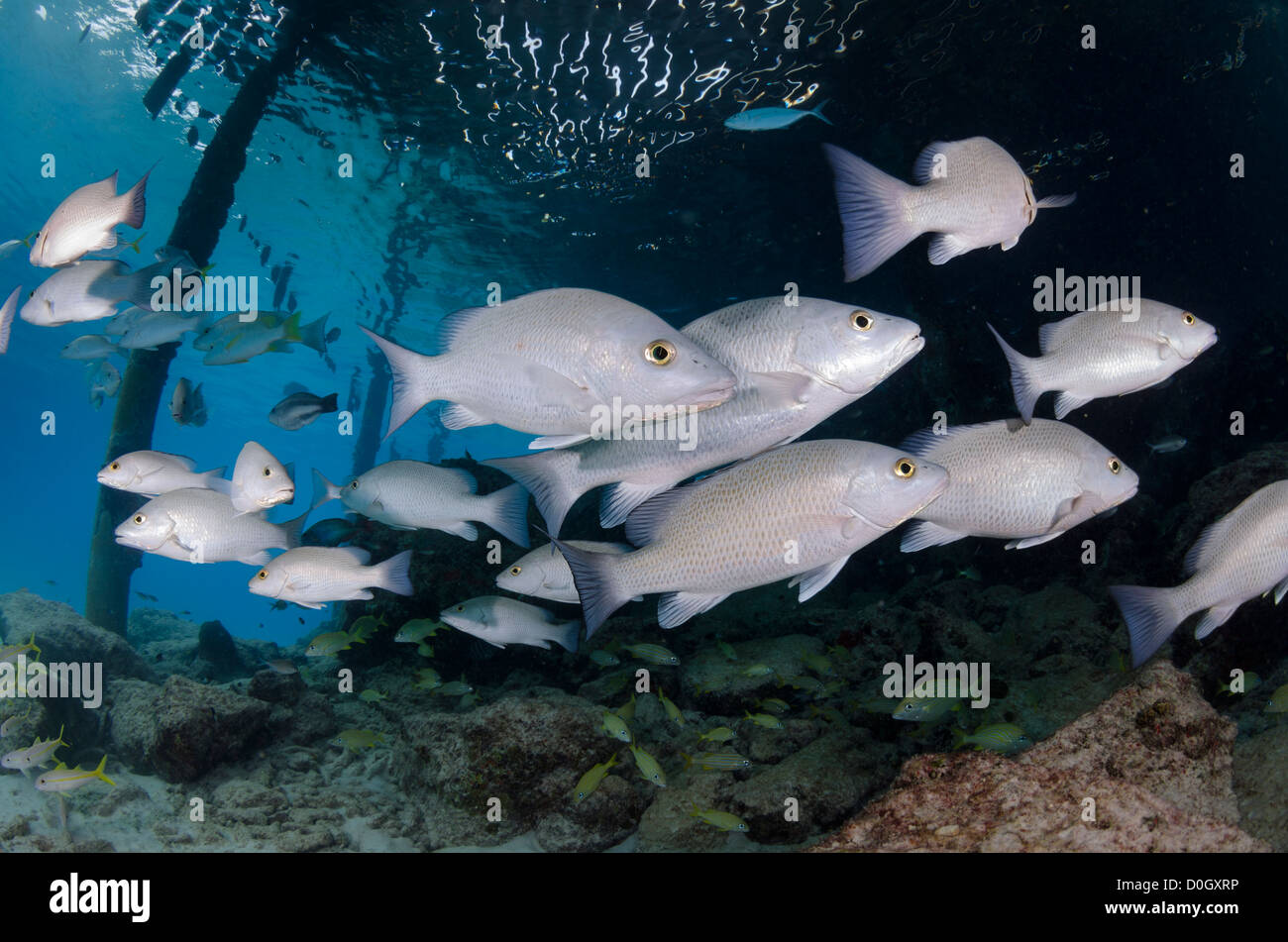 Schooling grey snappers, Bonaire, Dutch Antilles, Caribbean Sea Stock ...