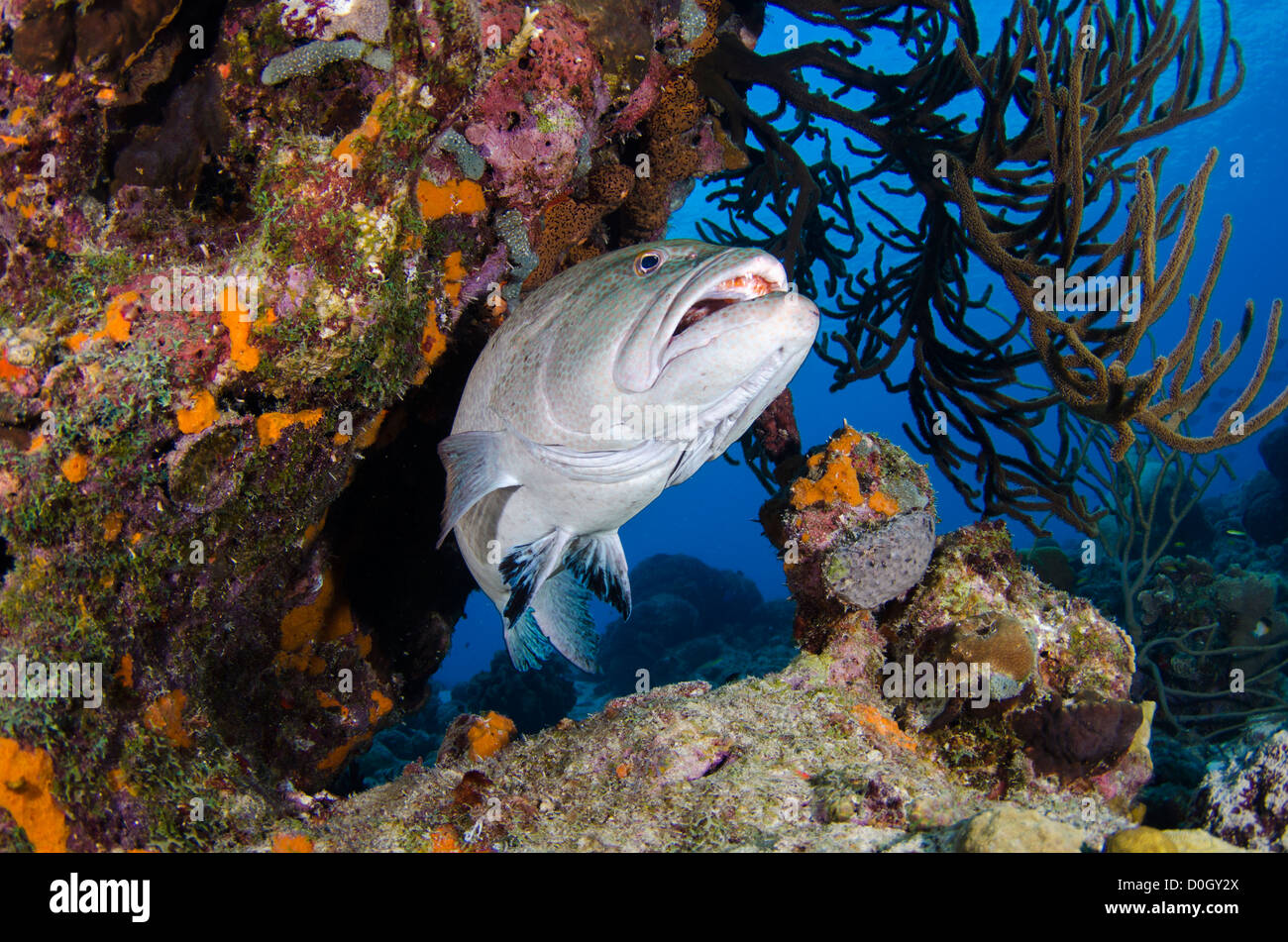 Tiger grouper (Mycteroperca tigris), Bonaire, Netherland Antilles ...