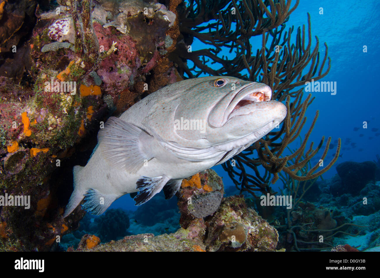 Tiger grouper (Mycteroperca tigris), Bonaire, Netherland Antilles ...