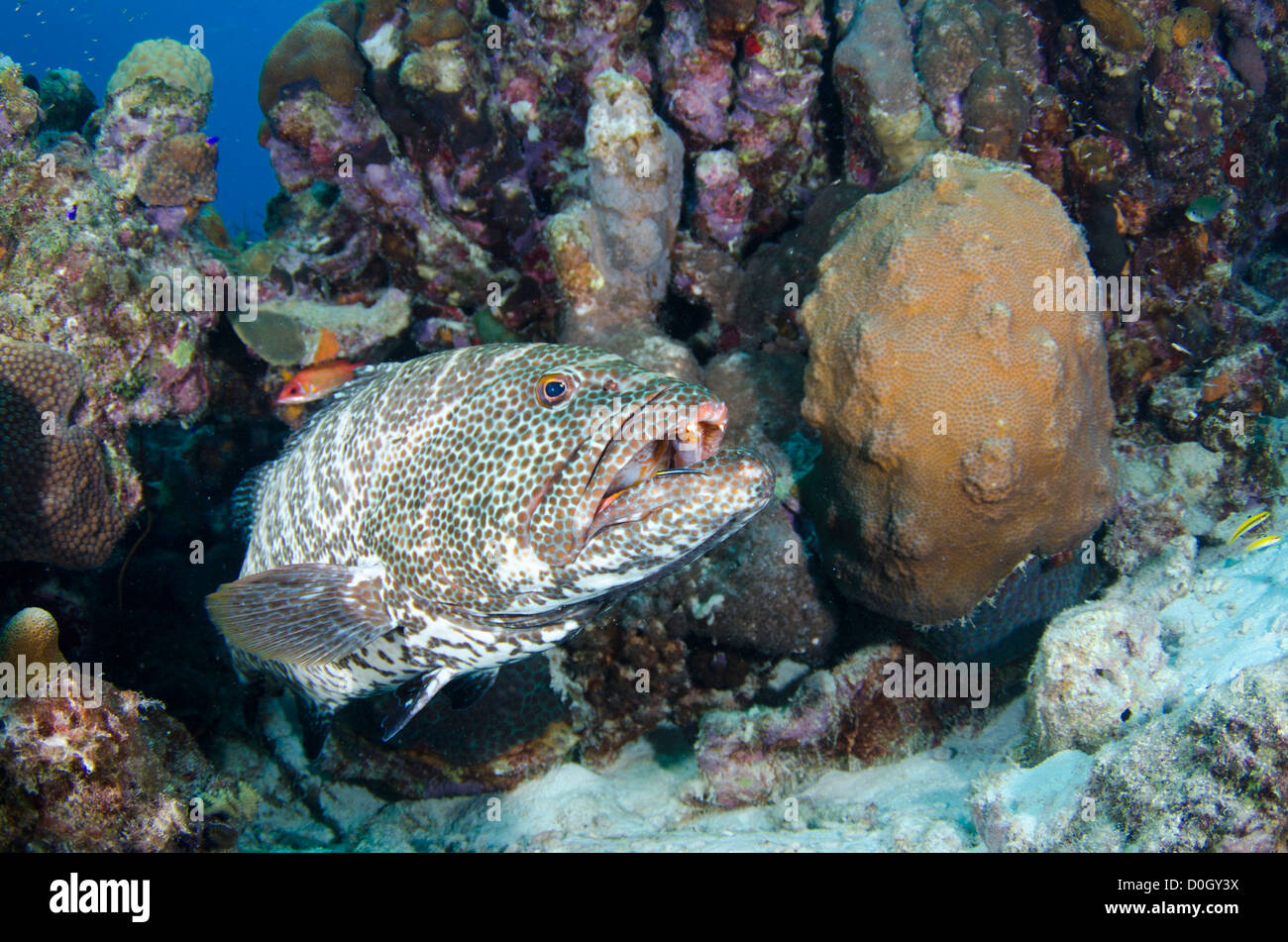 Tiger grouper (Mycteroperca tigris), Bonaire, Netherland Antilles ...
