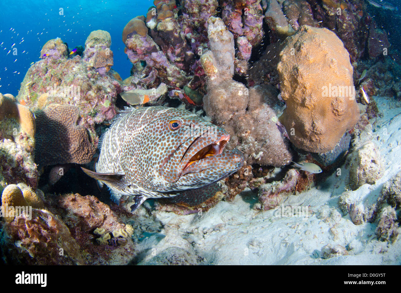 Tiger grouper (Mycteroperca tigris), Bonaire, Netherland Antilles ...