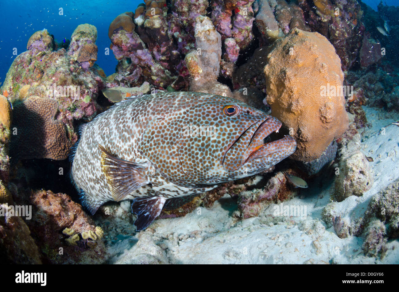 Tiger grouper (Mycteroperca tigris), Bonaire, Netherland Antilles ...