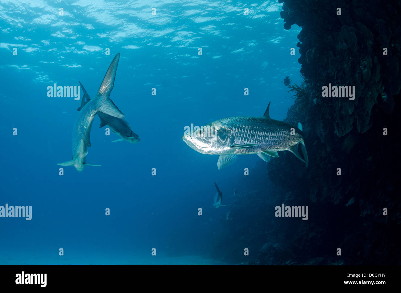 Atlantic tarpon (Megalops atlanticus), Bonaire, Netherland Antilles ...
