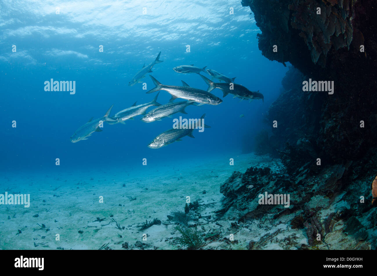 Atlantic tarpon (Megalops atlanticus), Bonaire, Netherland Antilles ...