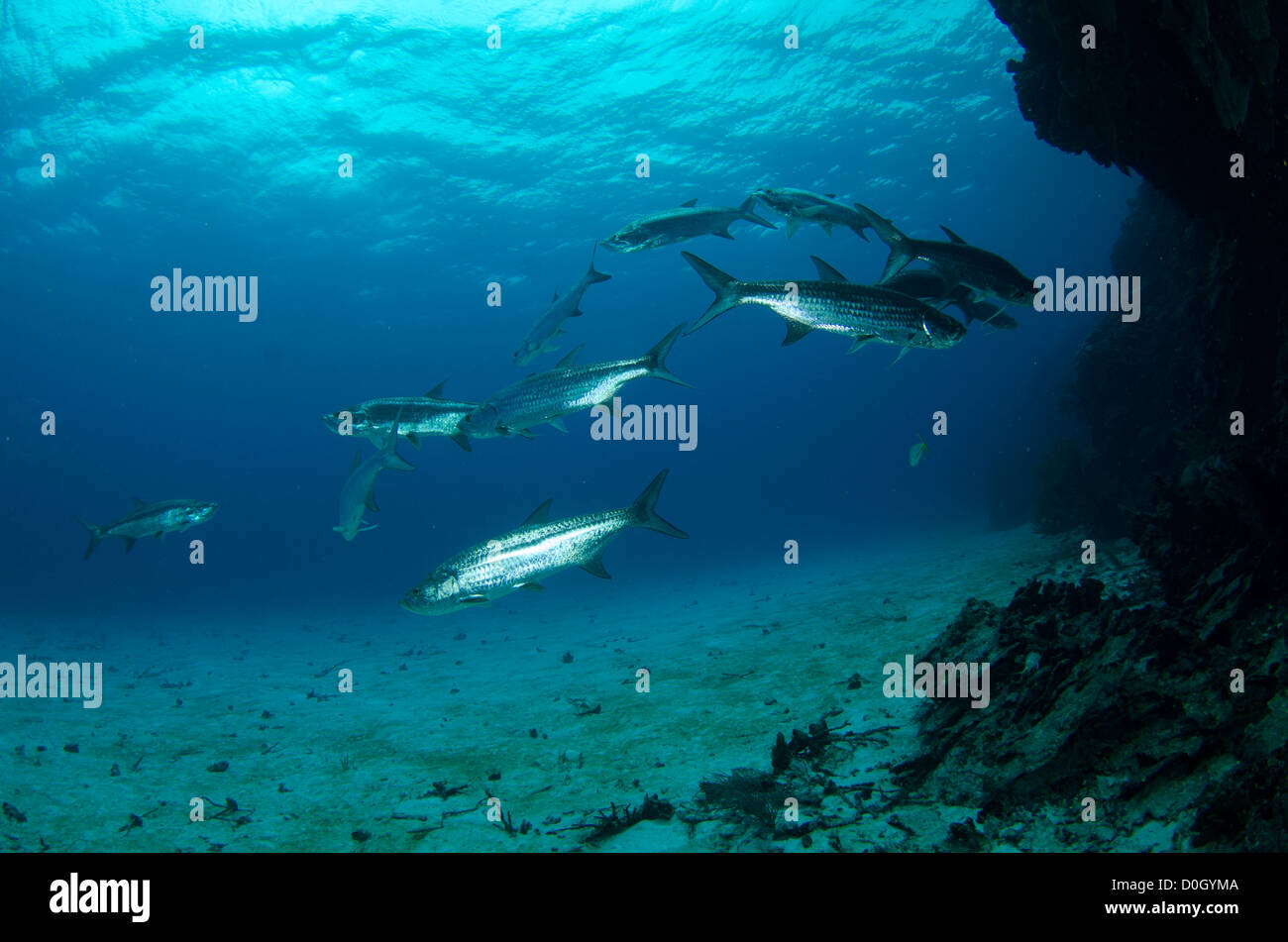 Atlantic tarpon (Megalops atlanticus), Bonaire, Netherland Antilles ...