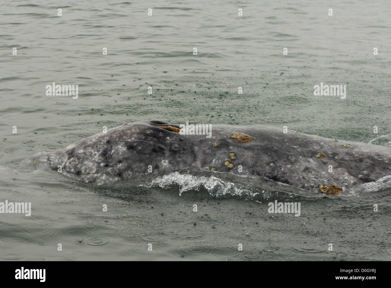 Baleen bowhead whale alaska hi-res stock photography and images - Alamy