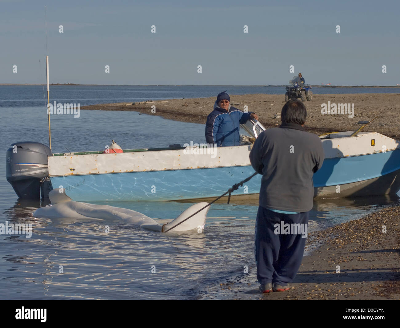 Inupiaq Whalers Haul in a Beluga Whale Catch Stock Photo - Alamy