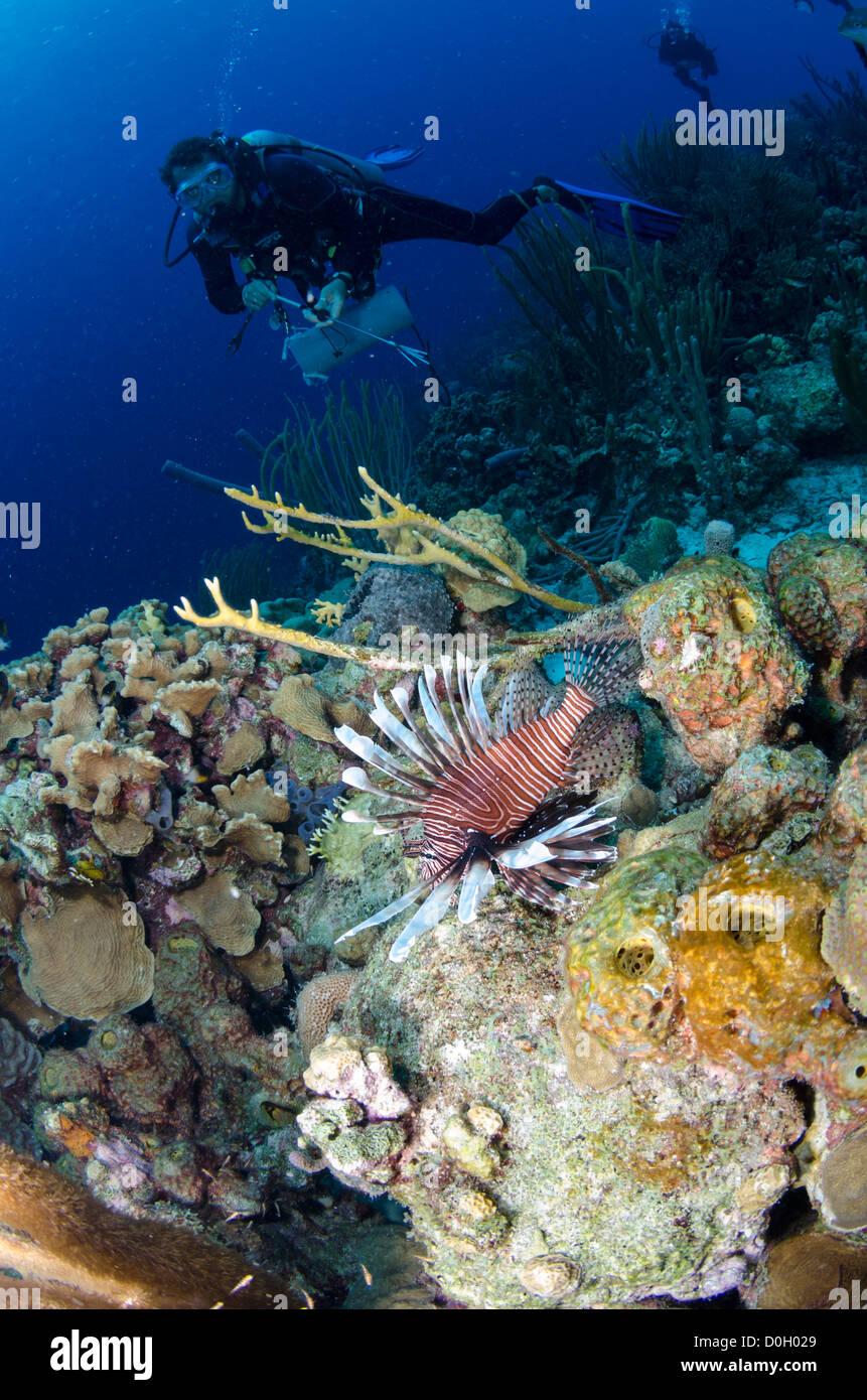 Lion fish hunter, Bonaire, Caribbean, Atlantic Ocean Stock Photo - Alamy