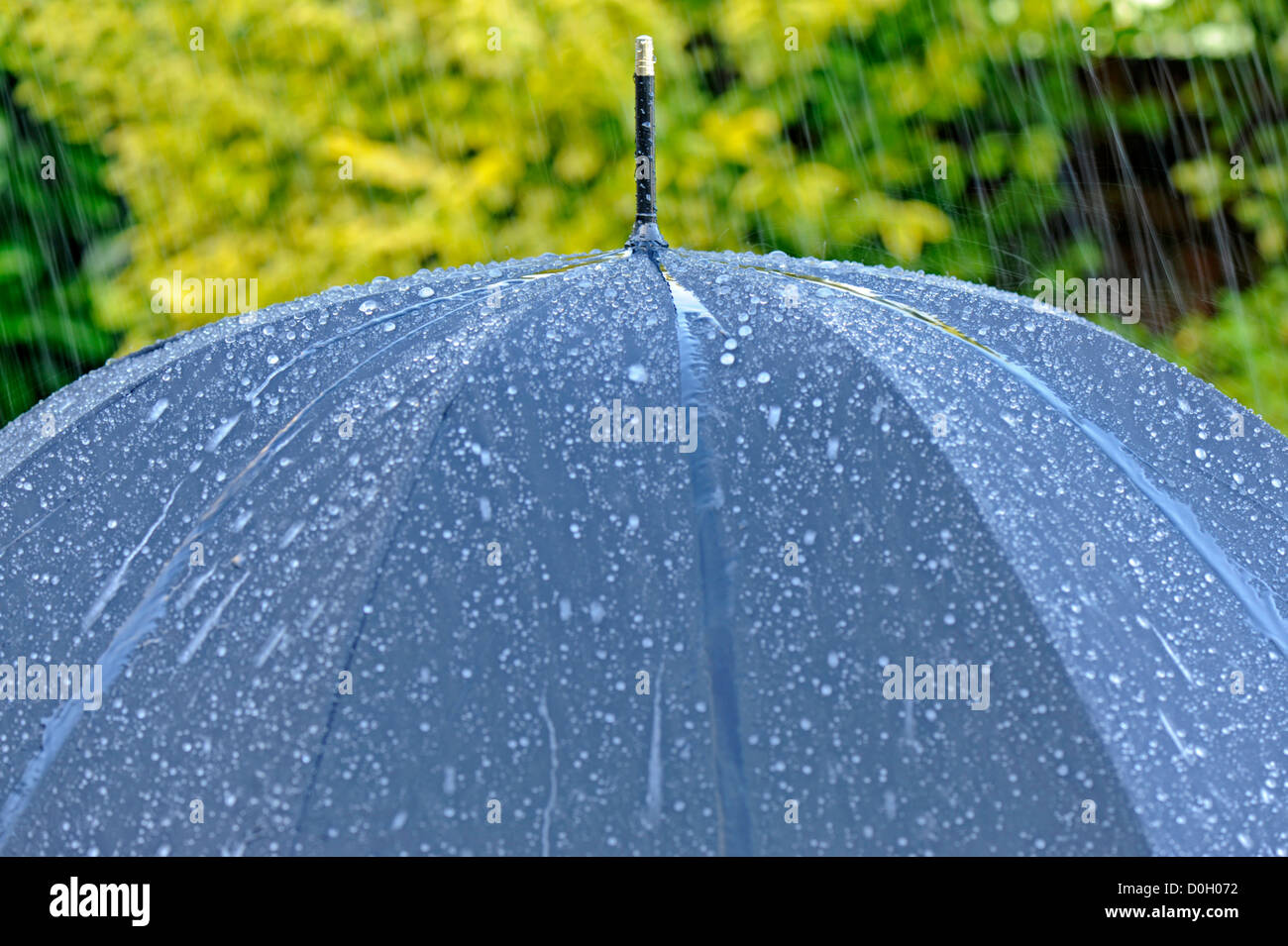 Close-up of an umbrella in the rain Stock Photo - Alamy