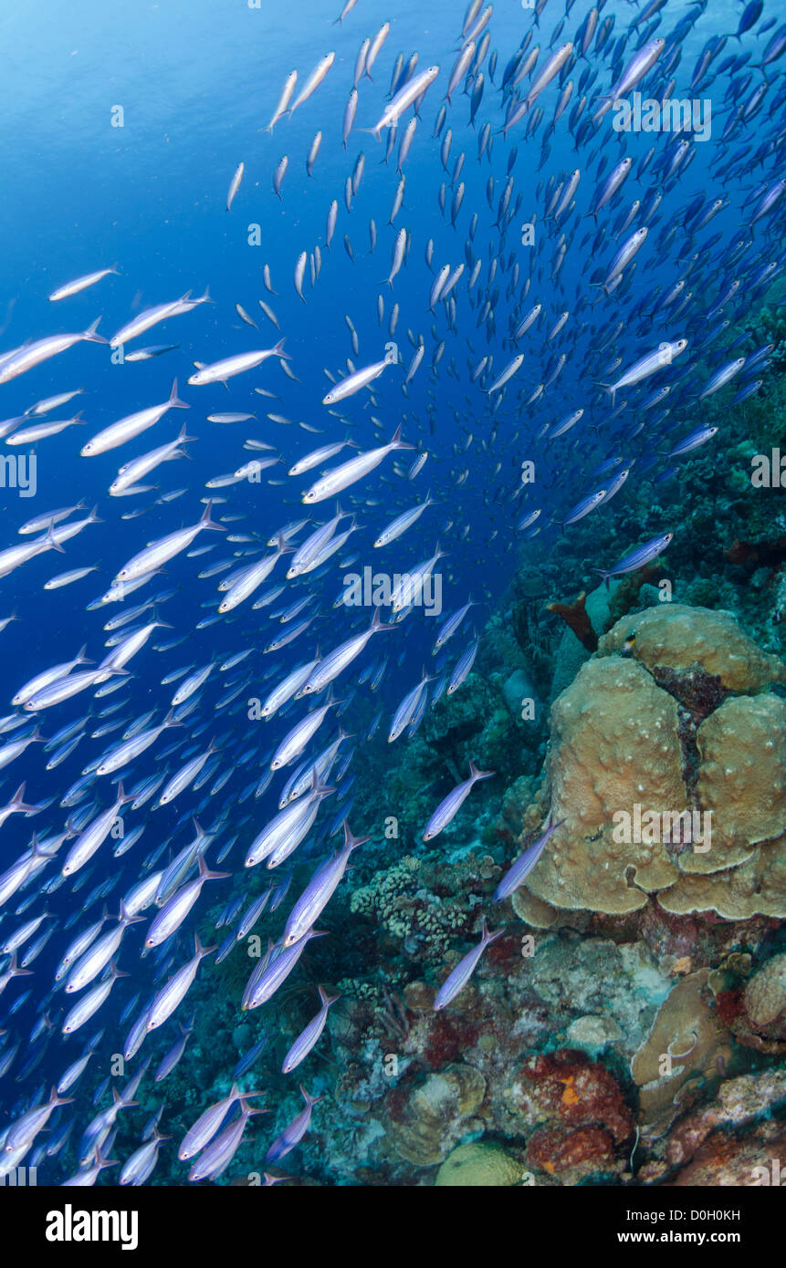 Schooling fish bonaire fish fish hi-res stock photography and images ...