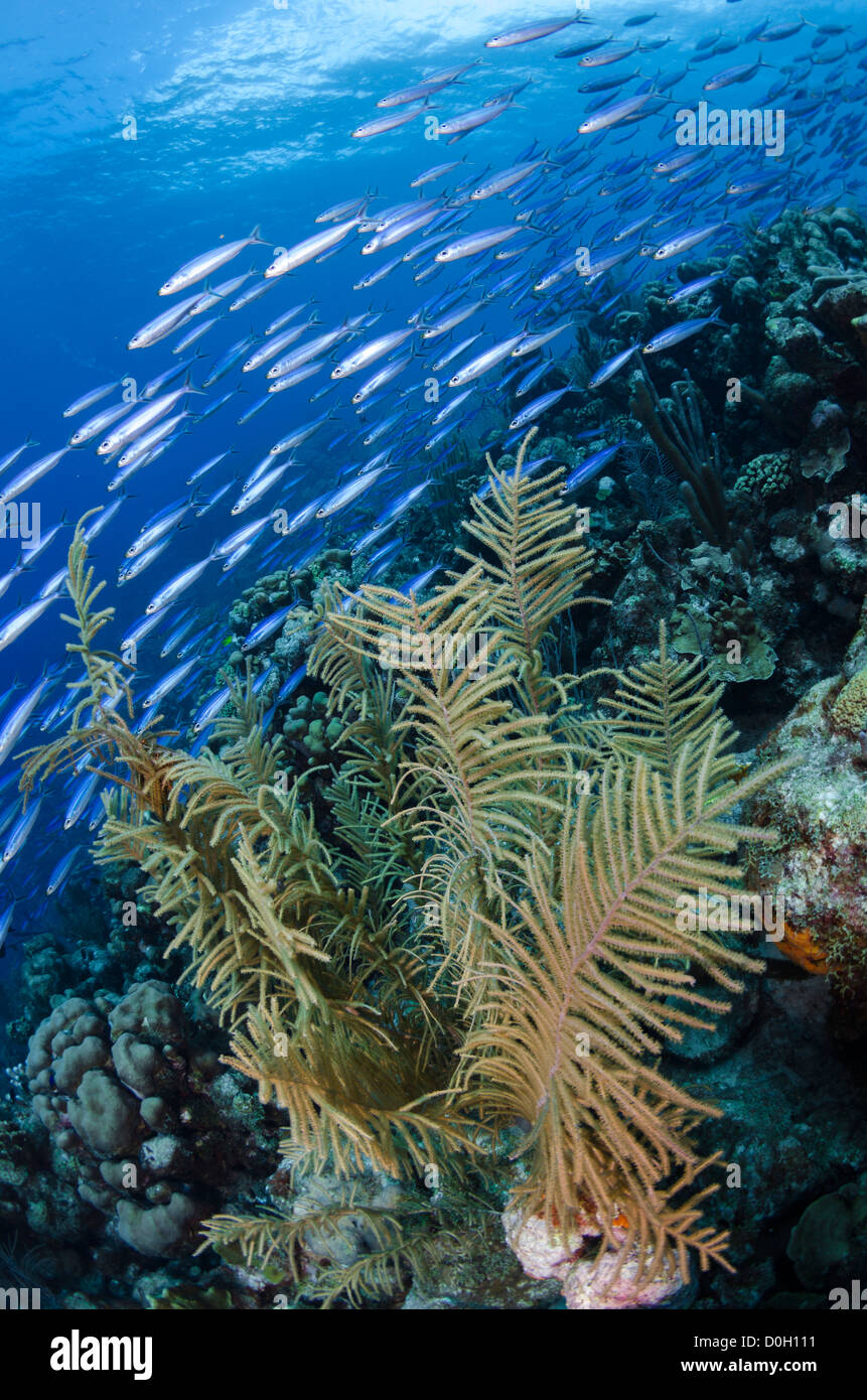 Schooling fish bonaire fish fish hi-res stock photography and images ...
