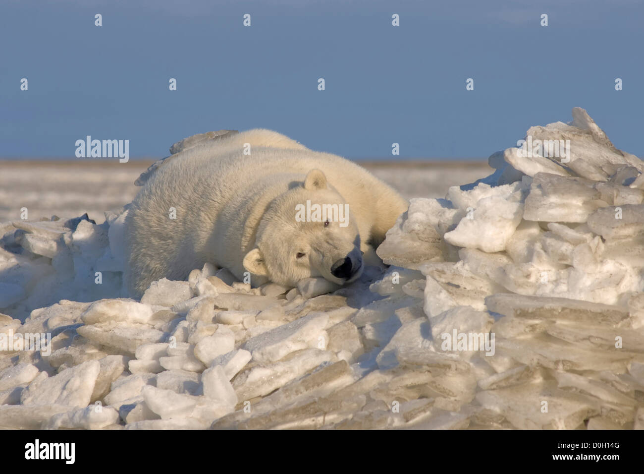 Female Polar Bear Sleeping on the Pack Ice Stock Photo - Alamy