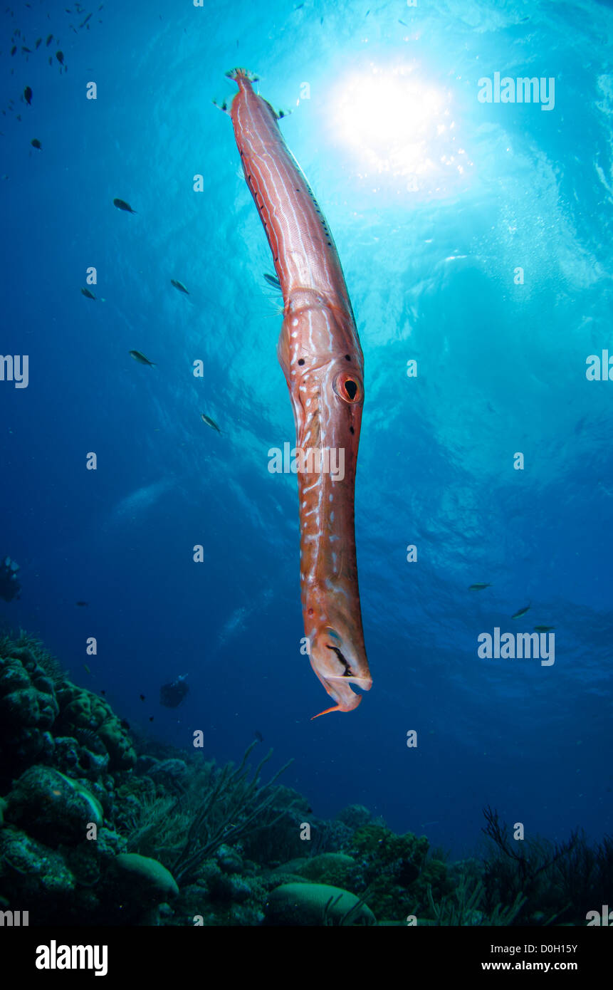 Trumpet fish, Bonaire, Netherland Antilles, Caribbean Stock Photo - Alamy